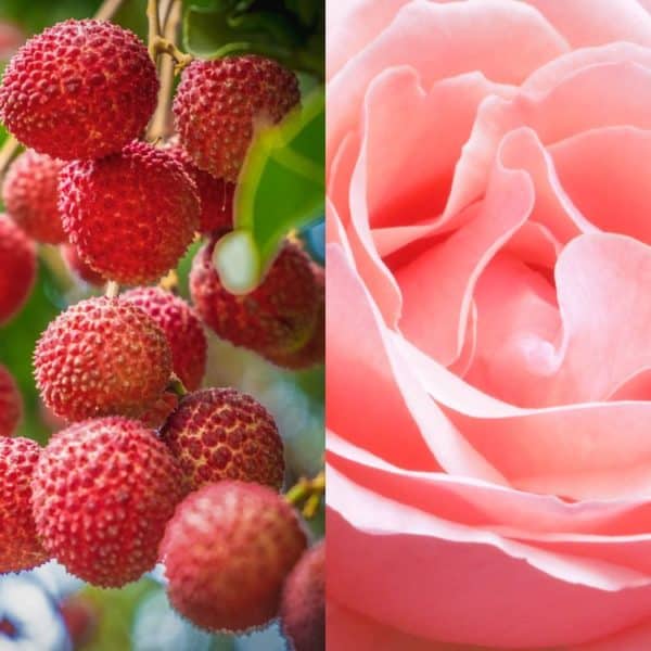 Sorbet Artisanal Litchi Rose - Raimo Glacier